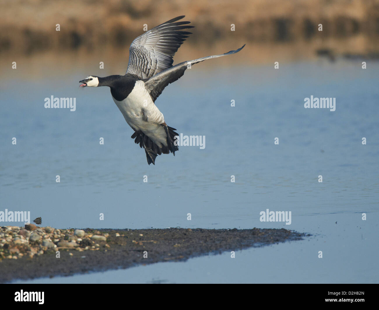 Barnacle Goose in flight Stock Photo - Alamy