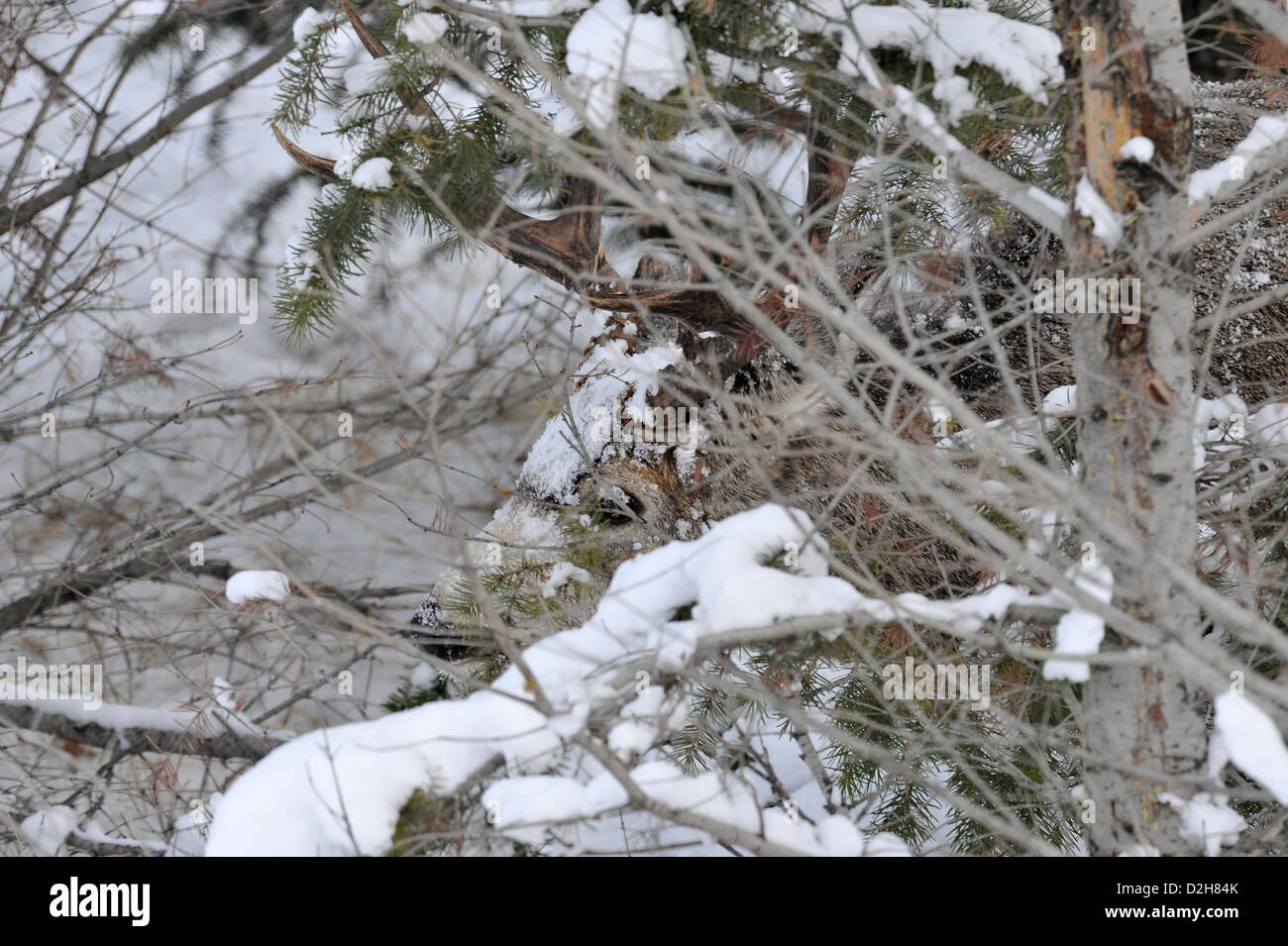 A mule deer buck hiding behind some fir tree branches Stock Photo - Alamy
