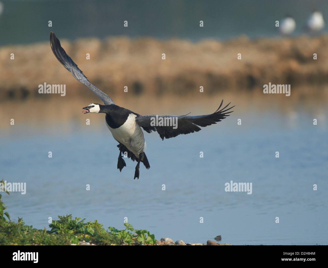 Barnacle Goose in flight Stock Photo - Alamy