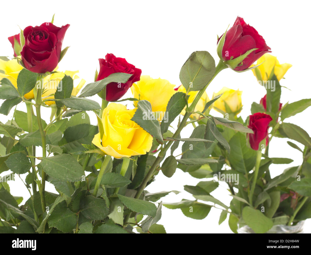 Bunch of roses Stock Photo - Alamy
