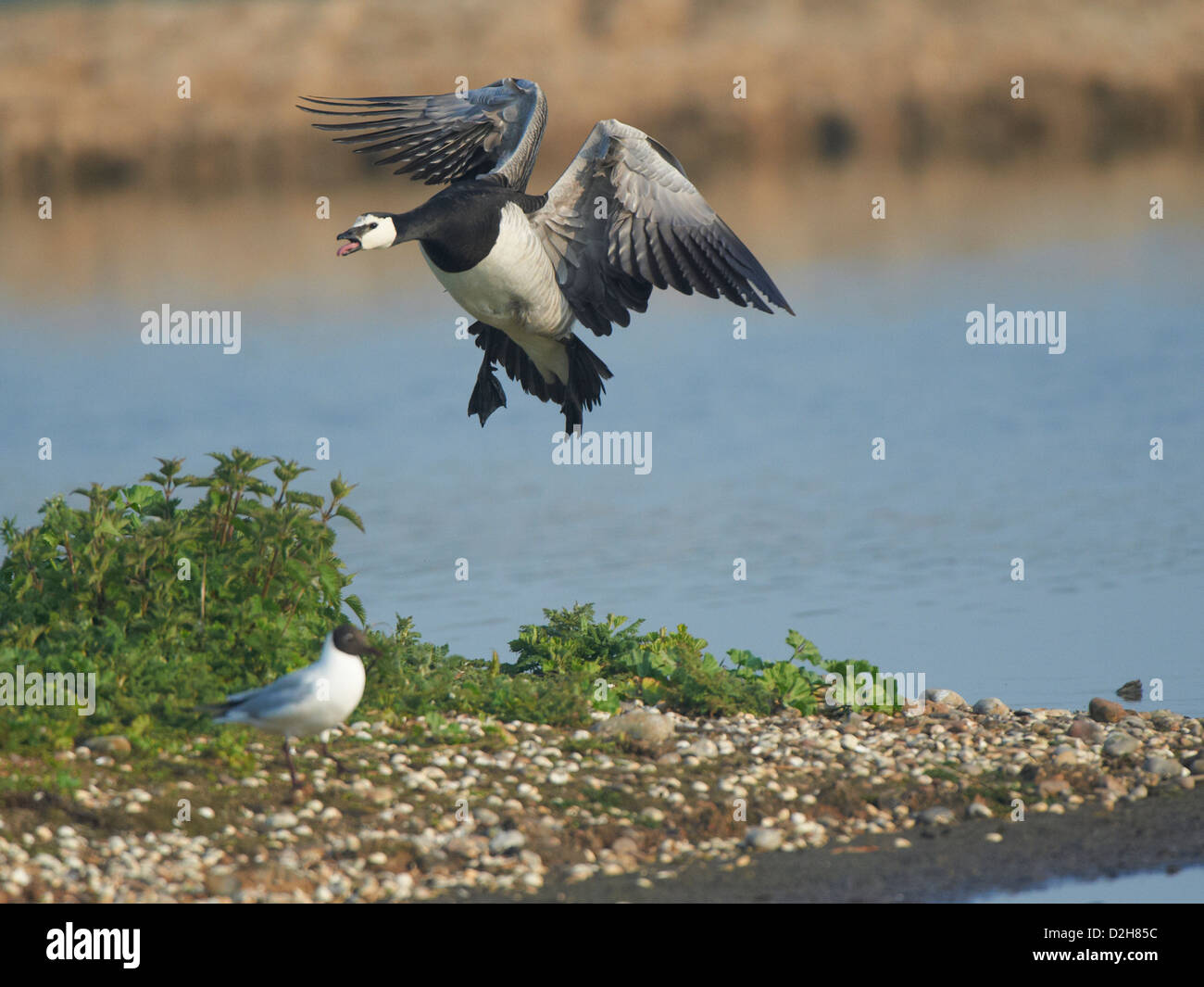 Barnacle Goose in flight Stock Photo - Alamy