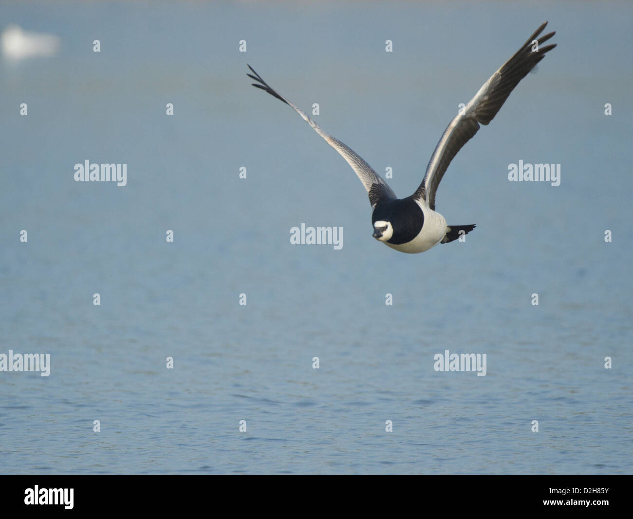 Barnacle Goose in flight Stock Photo - Alamy