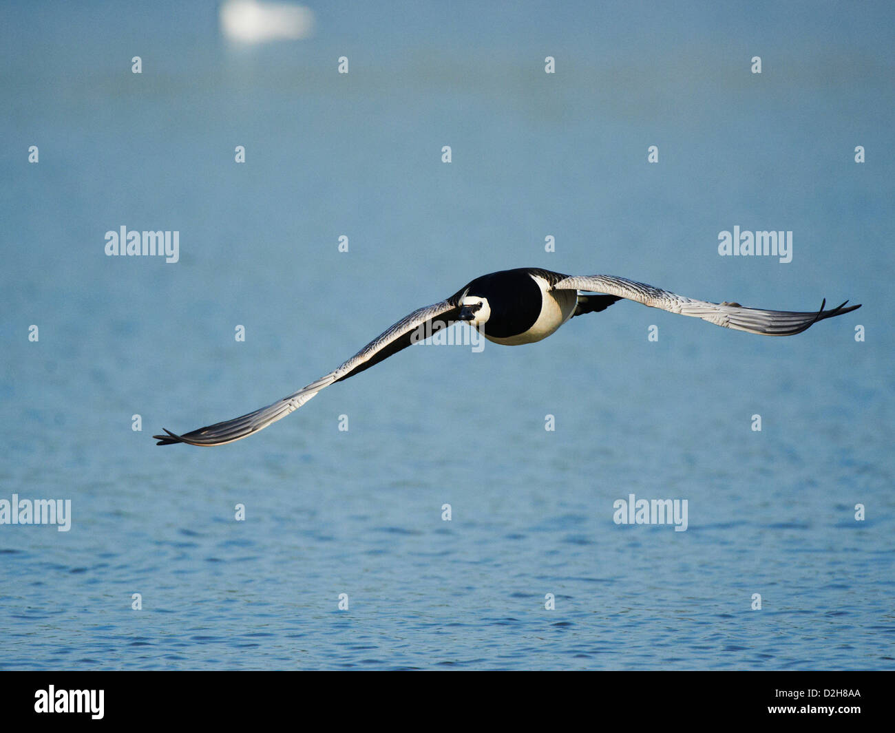 Barnacle Goose in flight Stock Photo - Alamy