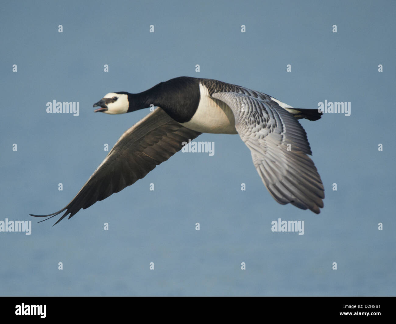 Barnacle Goose in flight Stock Photo - Alamy