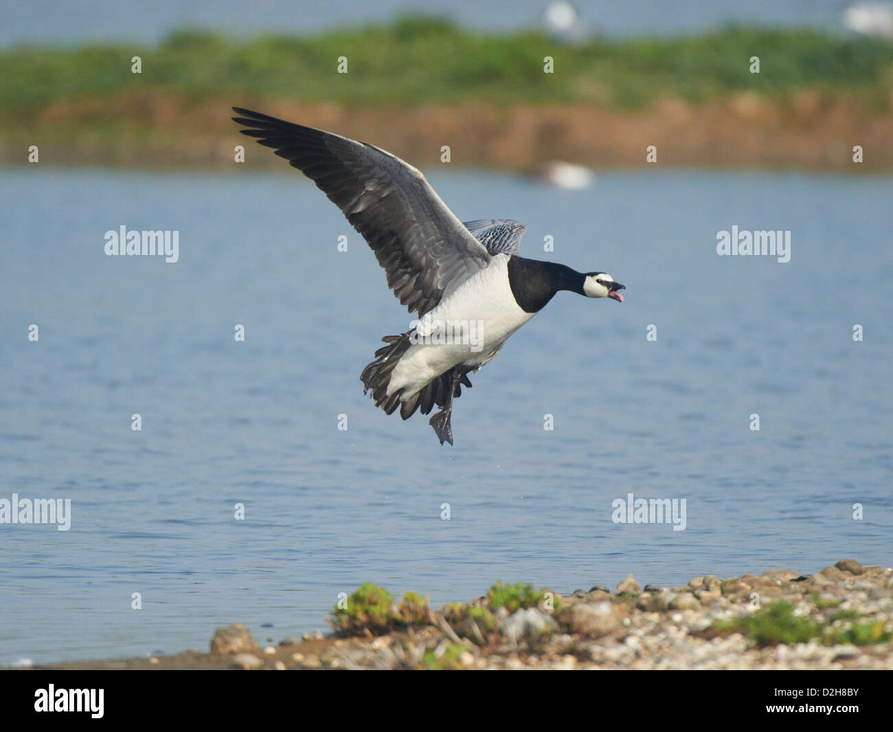 Barnacle Goose in flight Stock Photo - Alamy