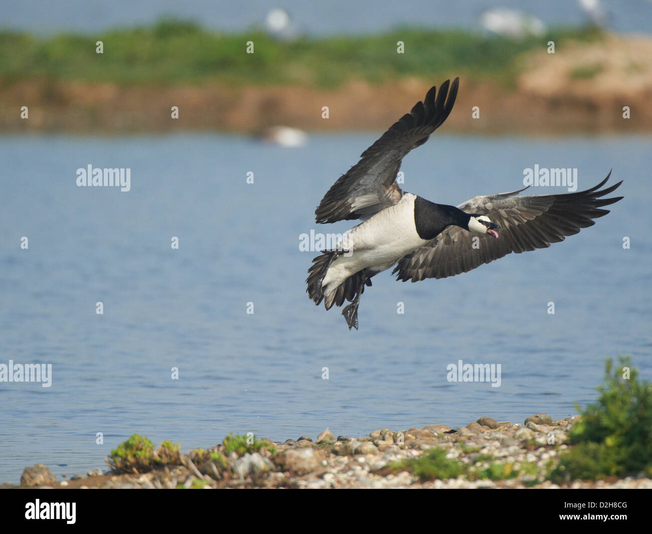 Barnacle Goose in flight Stock Photo - Alamy