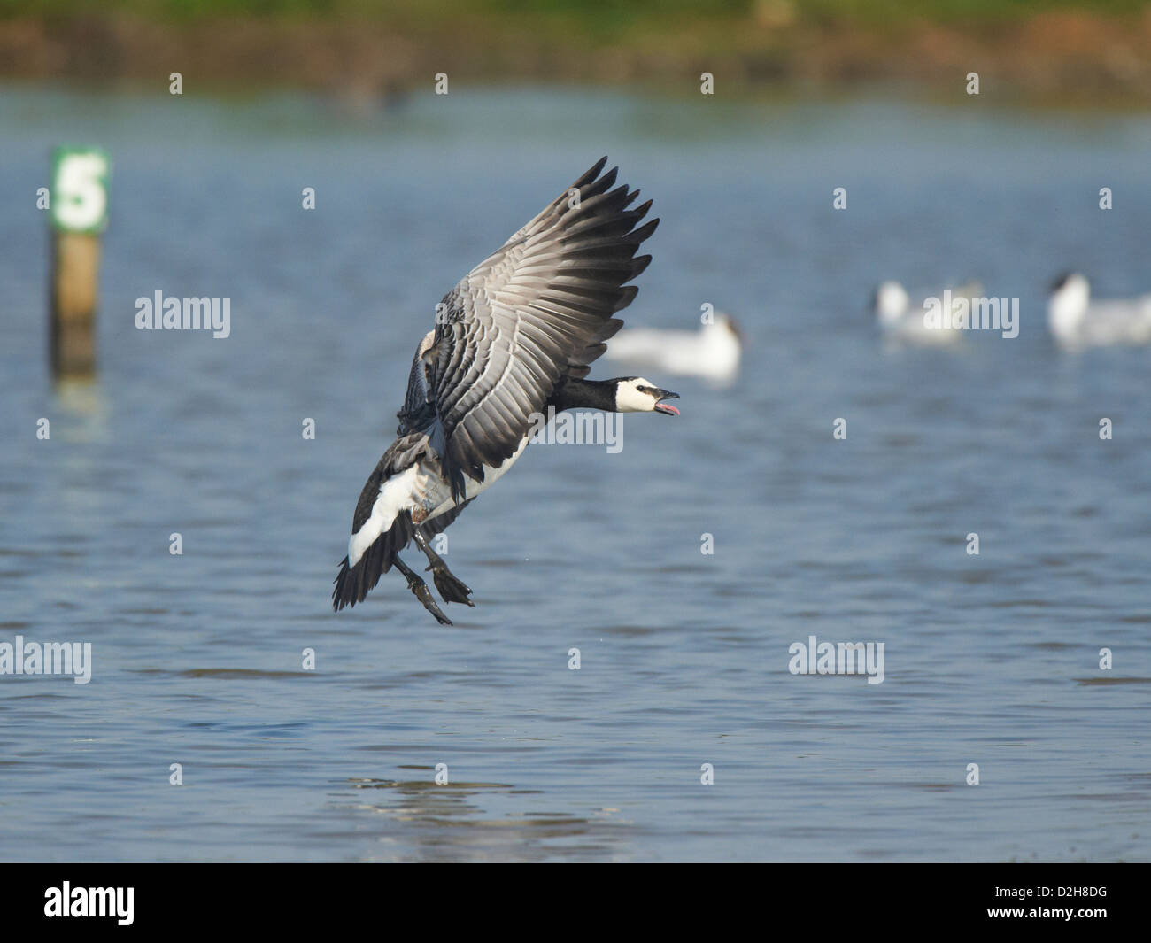 Barnacle Goose in flight Stock Photo - Alamy