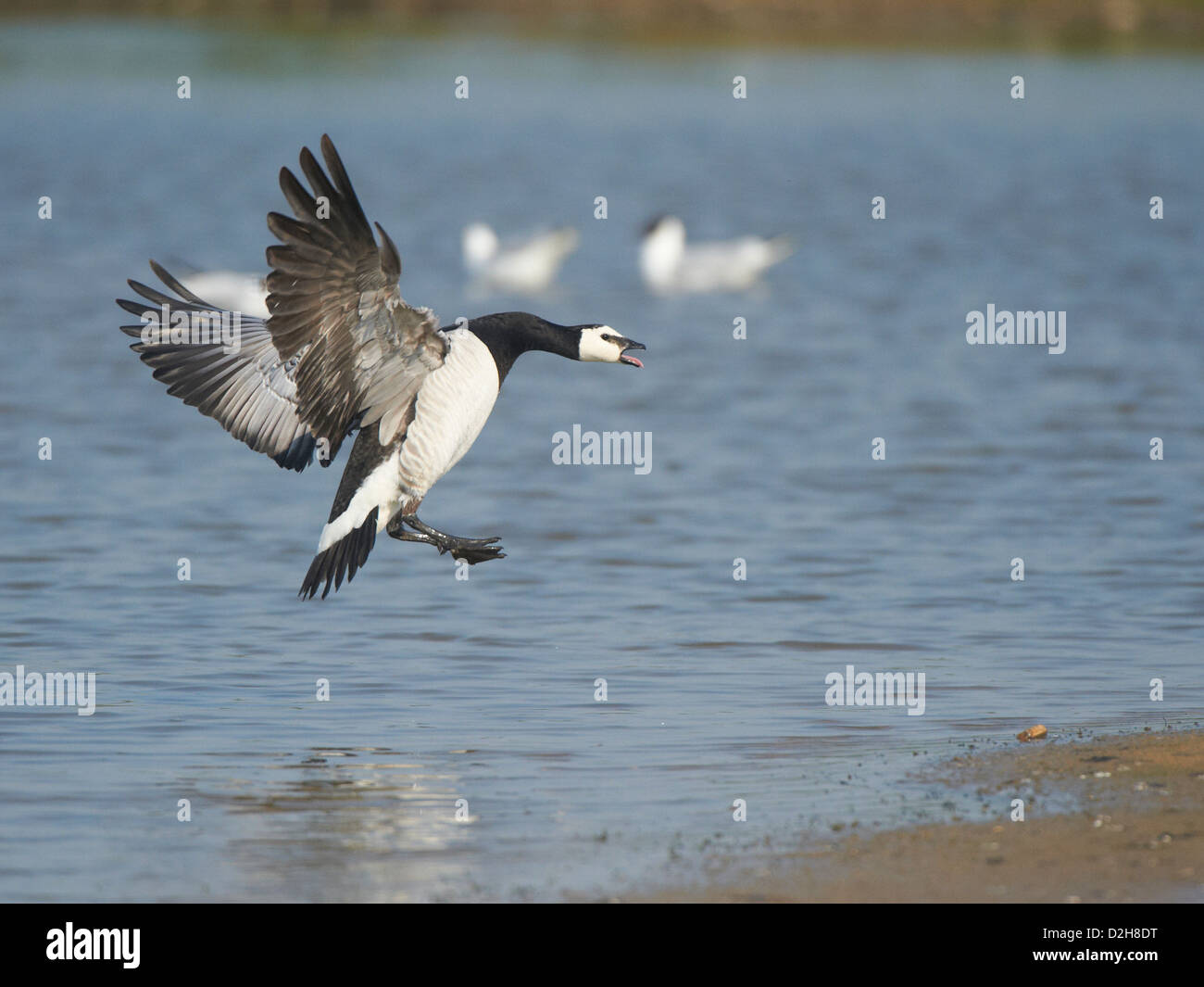 Barnacle Goose in flight Stock Photo - Alamy