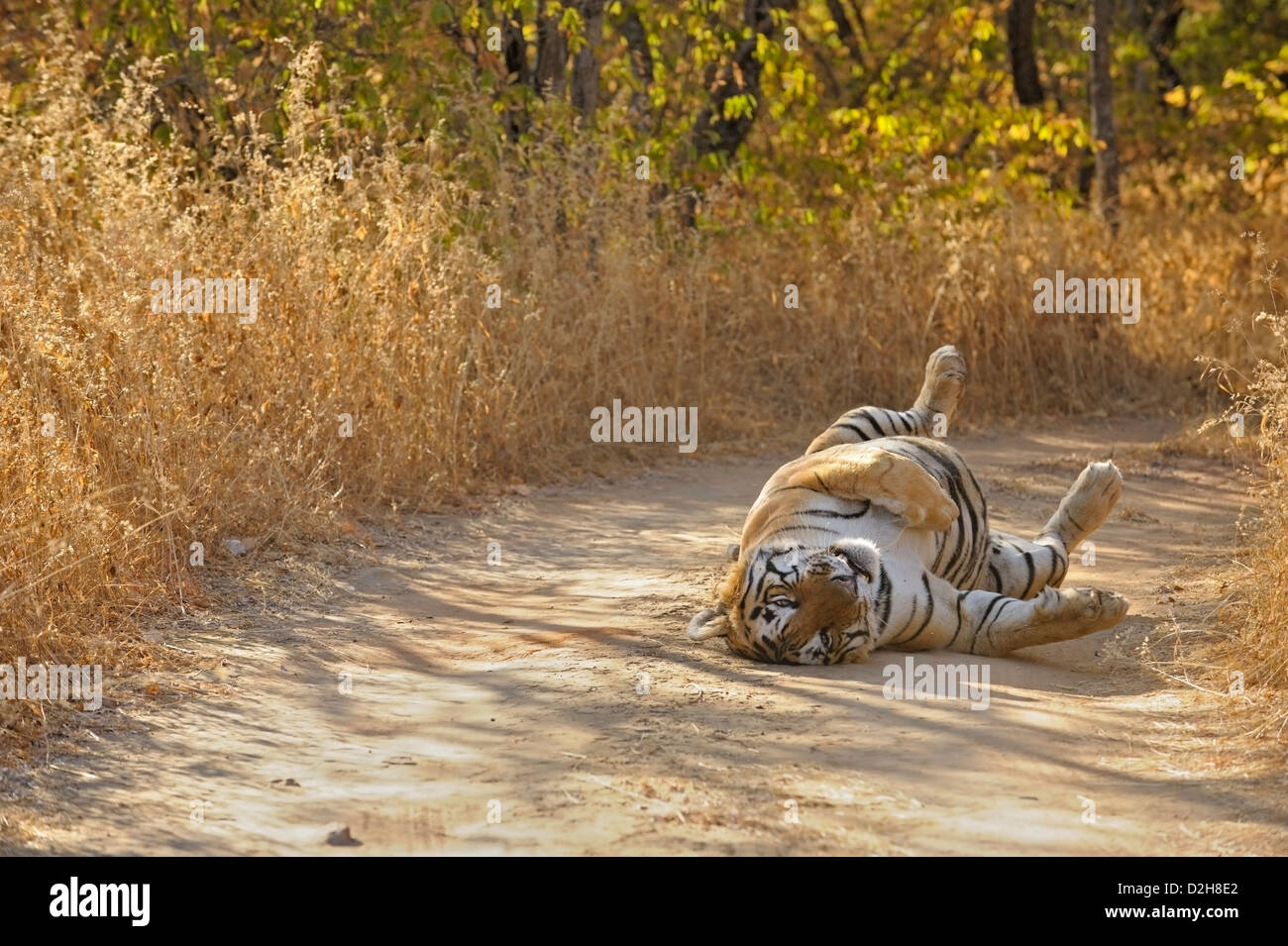 Bengal tiger lying down on hi-res stock photography and images - Alamy