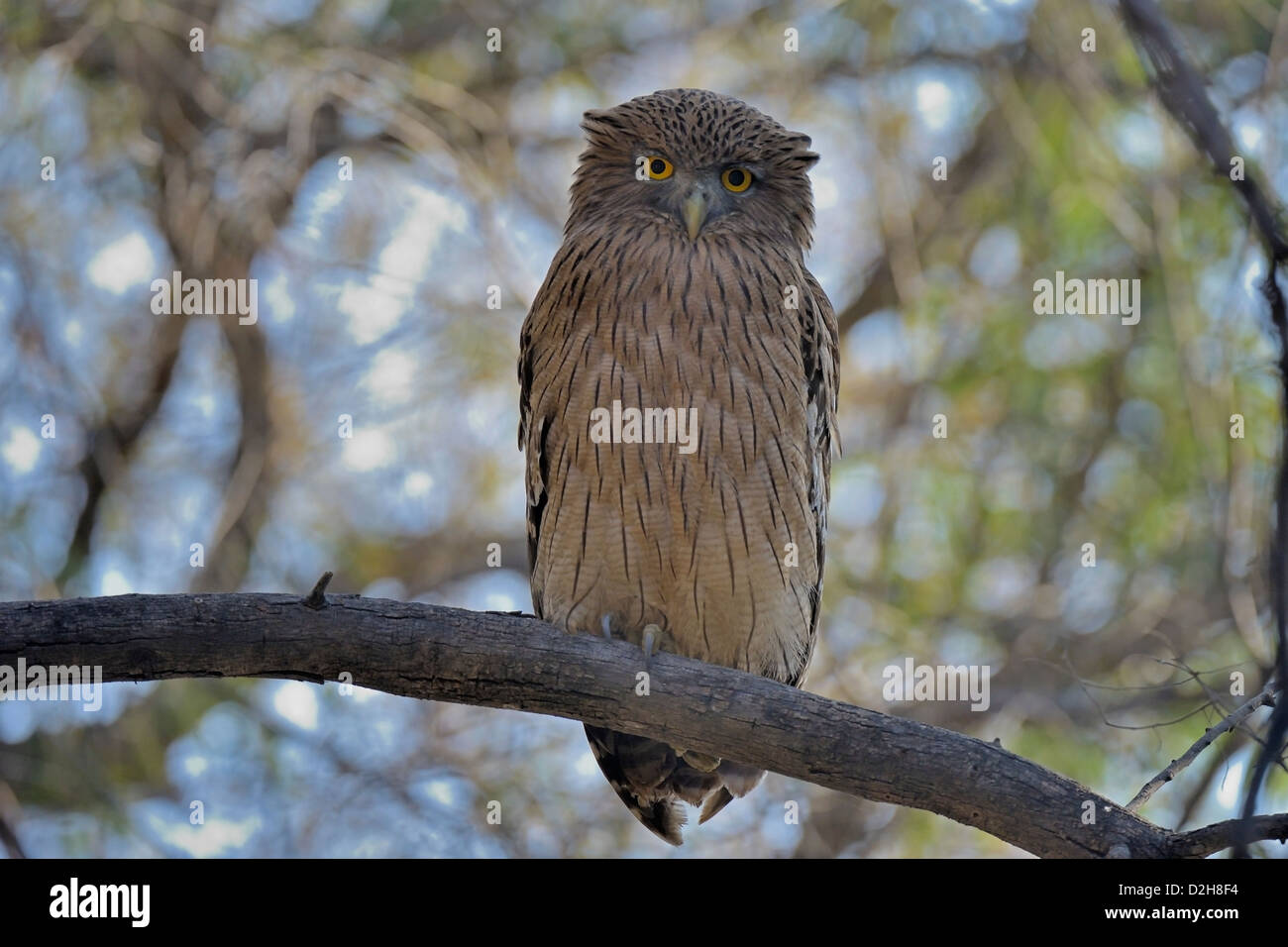 Brown fish owl on branch hi-res stock photography and images - Alamy