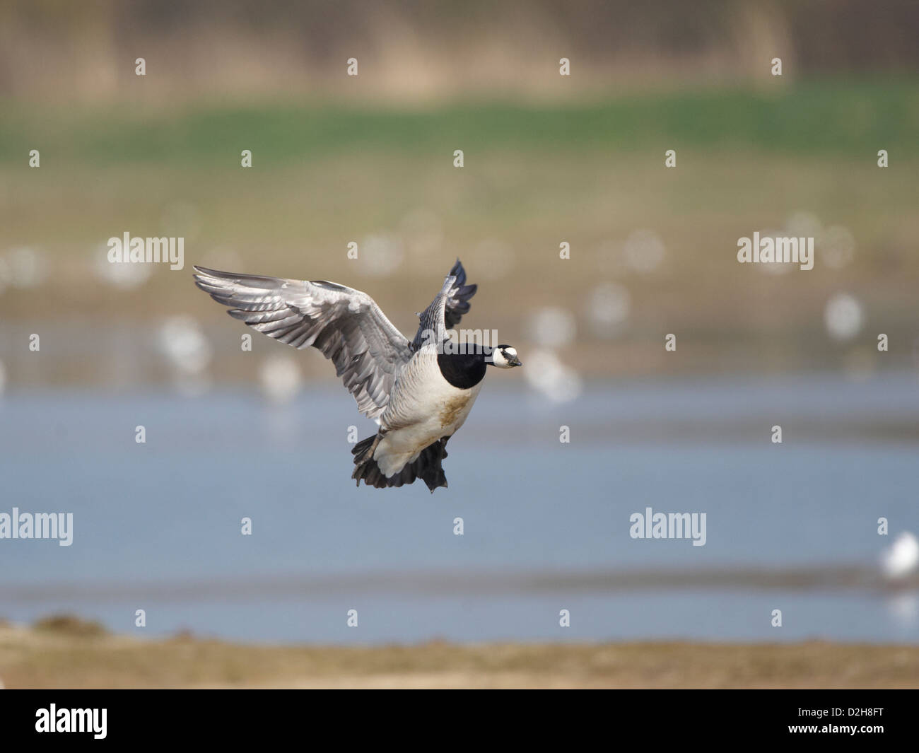 Barnacle Goose in flight Stock Photo - Alamy
