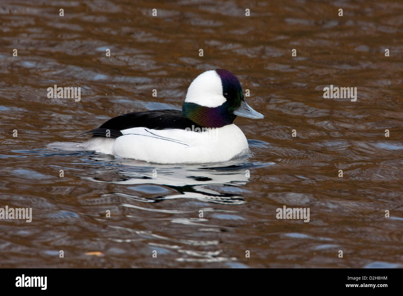 Bufflehead duck (Bucephala albeola) male at Kings Pond Victoria ...