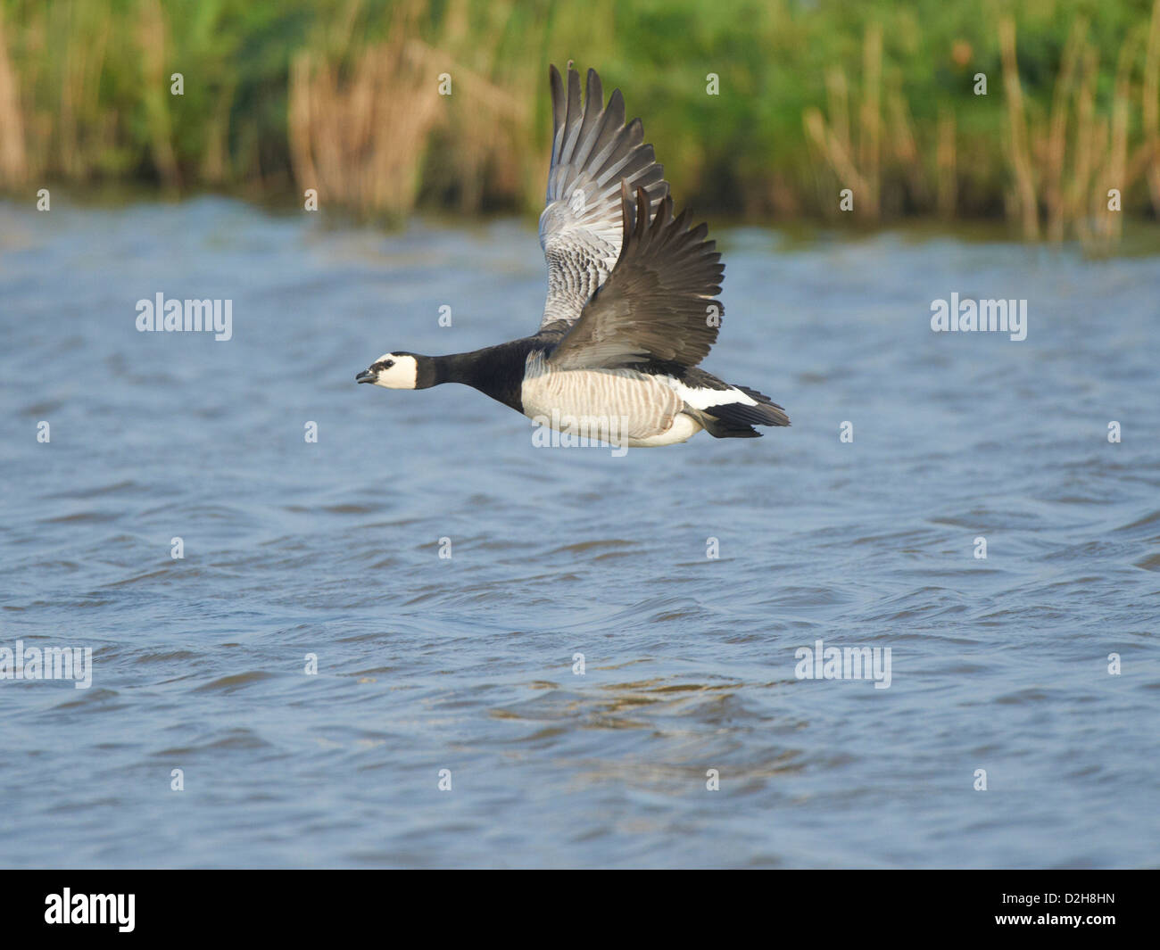 Barnacle Goose in flight Stock Photo - Alamy
