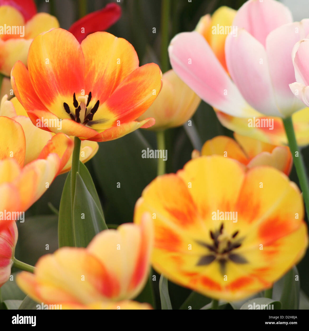 Hallo Pink Stranger Stock Photo - Alamy