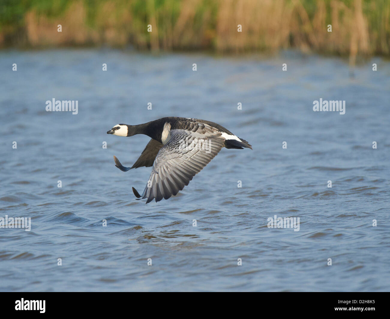 Barnacle Goose in flight Stock Photo - Alamy