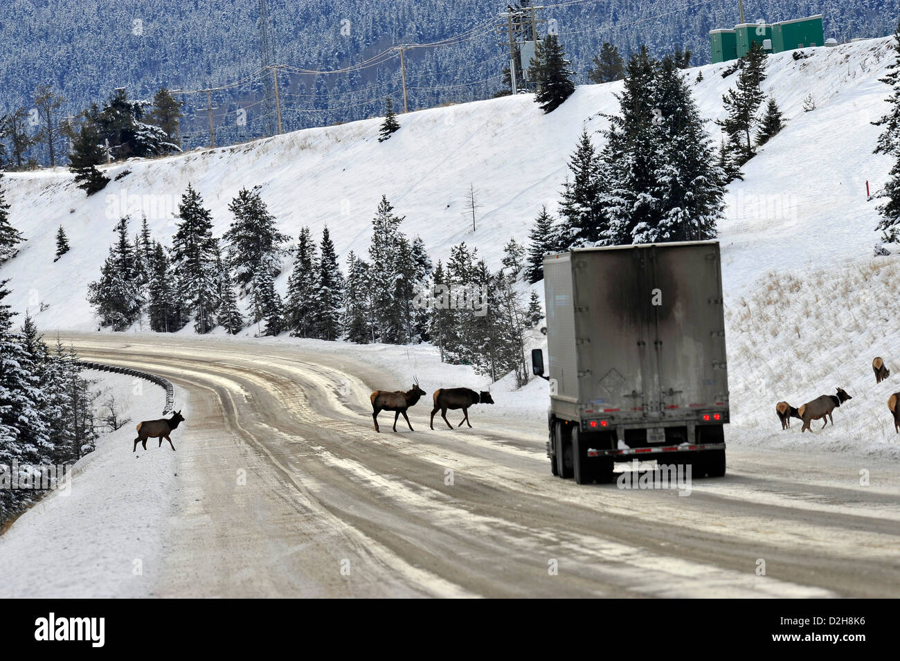 A herd of elk crossing the road Stock Photo - Alamy