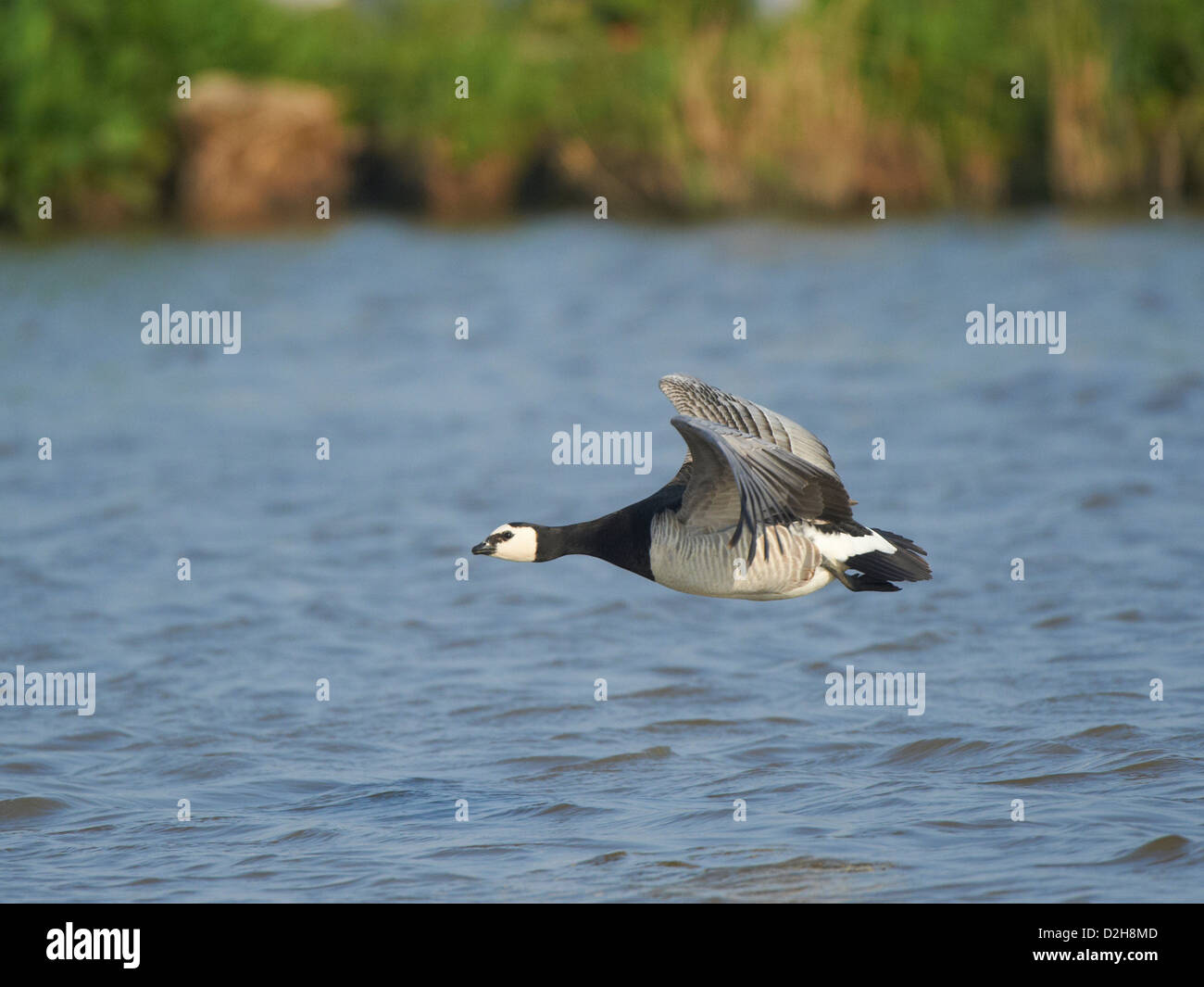 Barnacle Goose in flight Stock Photo - Alamy