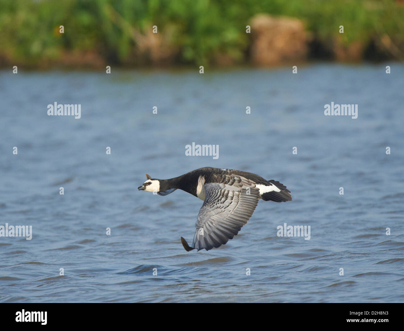 Barnacle goose branta leucopsis landing hi-res stock photography and ...