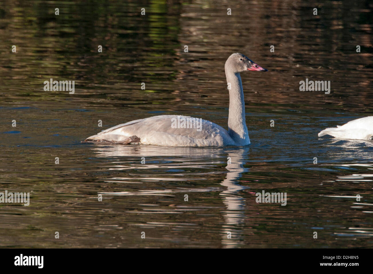 Trumpeter Swan (Cygnus buccinator) juvenile cruising down the Nanaimo ...