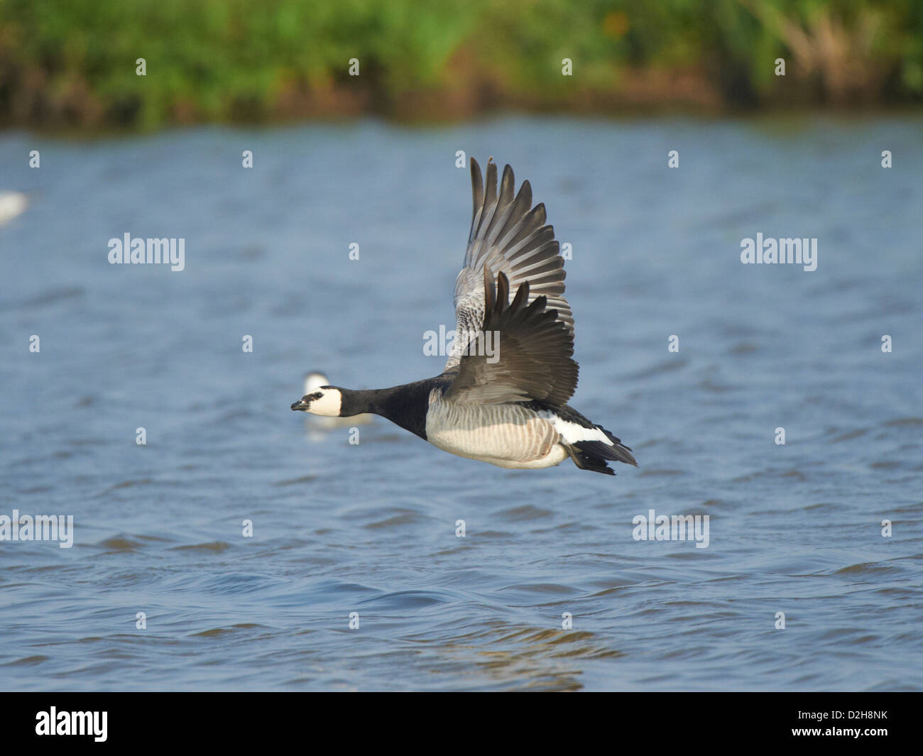 Barnacle Goose in flight Stock Photo - Alamy