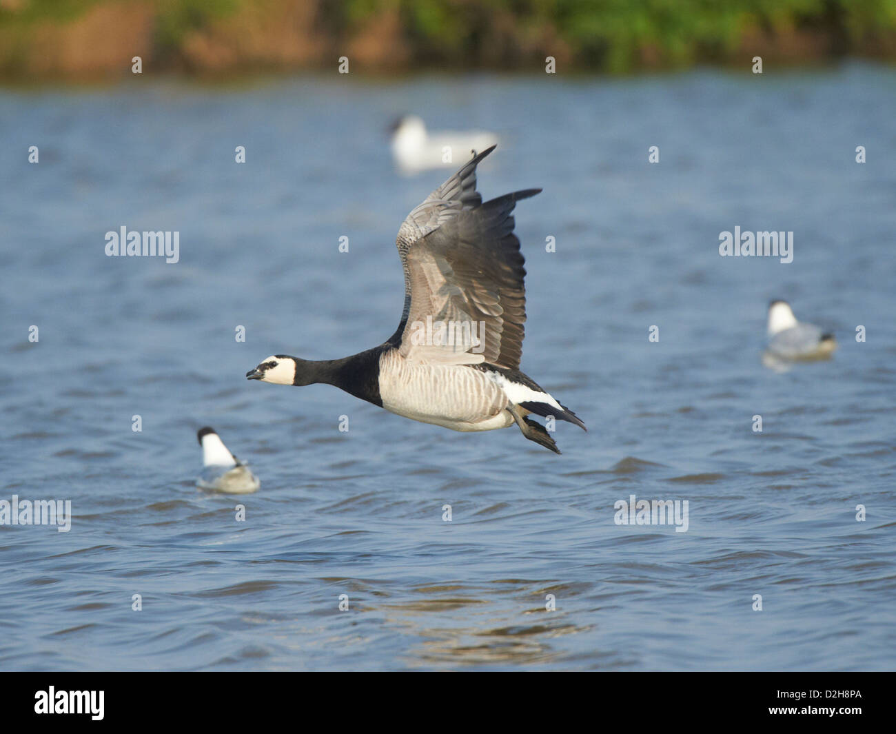 Barnacle Goose in flight Stock Photo - Alamy