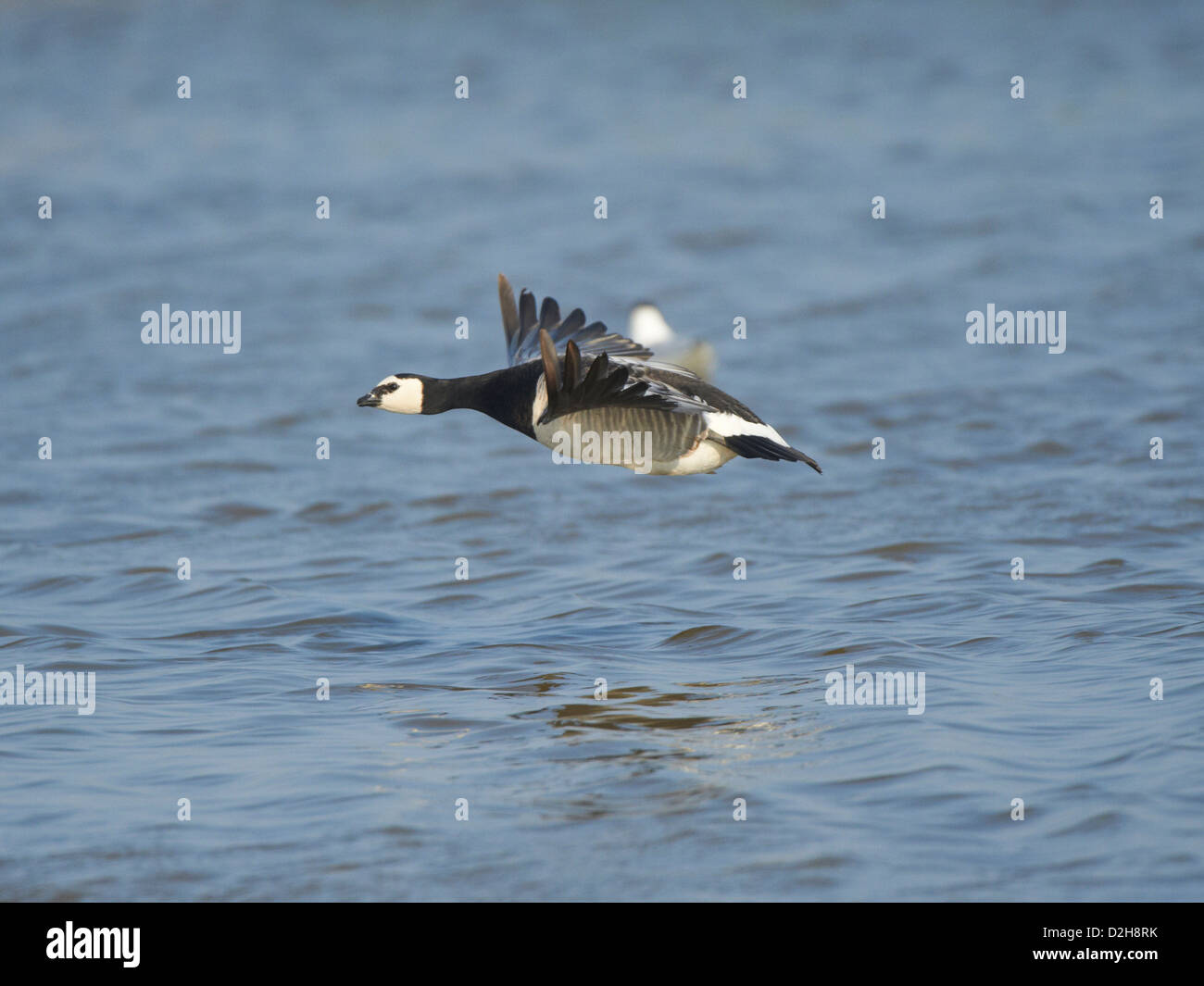 Barnacle Goose in flight Stock Photo - Alamy