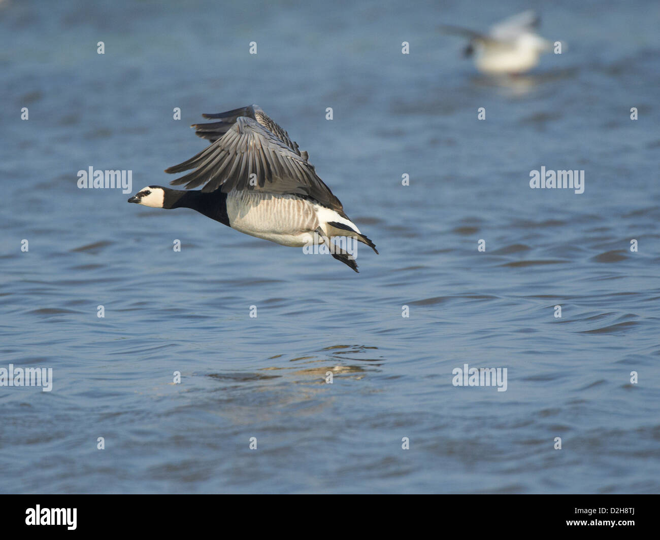 Barnacle Goose in flight Stock Photo - Alamy