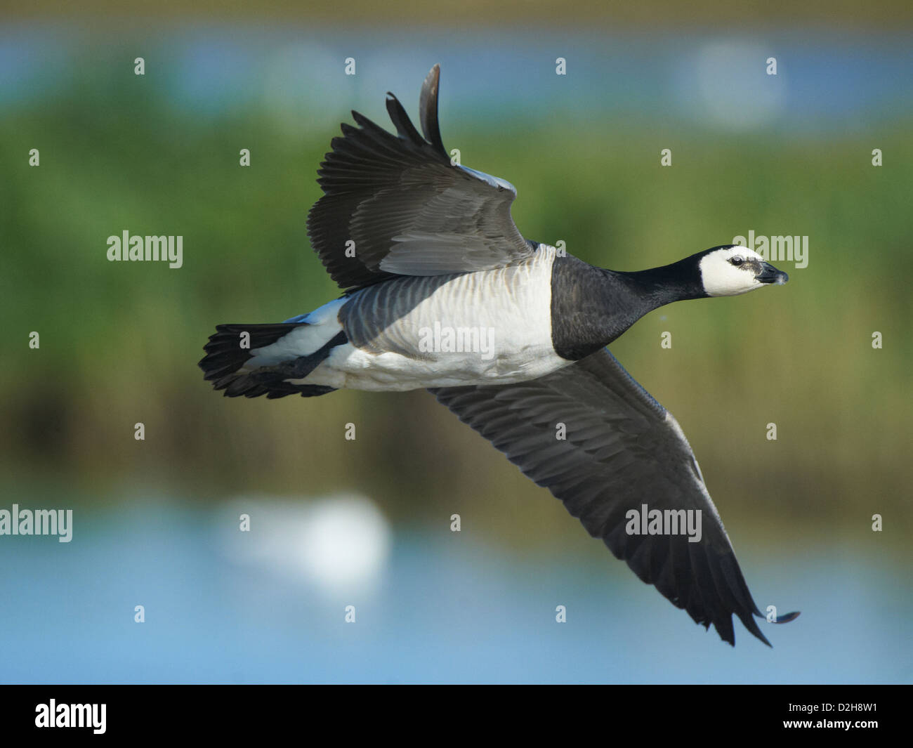 Barnacle Goose in flight Stock Photo - Alamy