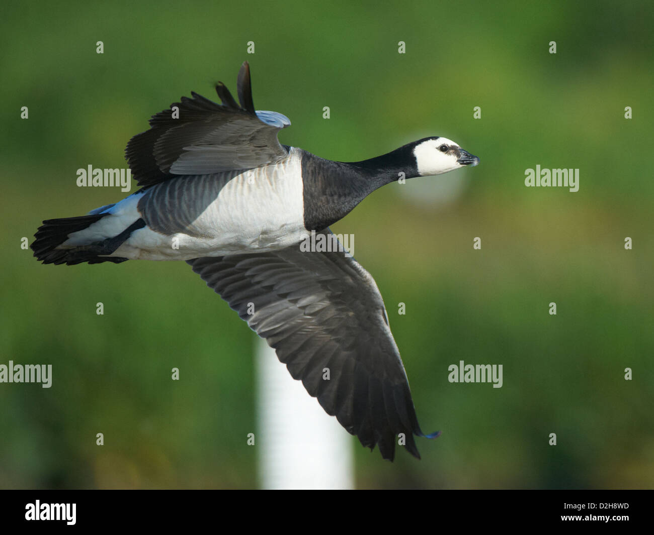 Barnacle Goose in flight Stock Photo - Alamy