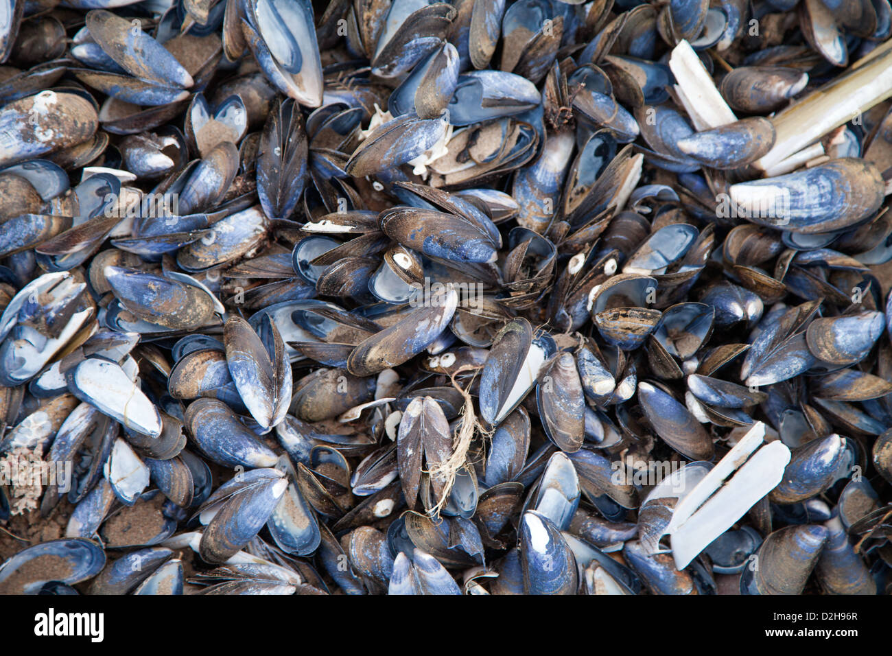 Muscles Seafood High Resolution Stock Photography and Images - Alamy