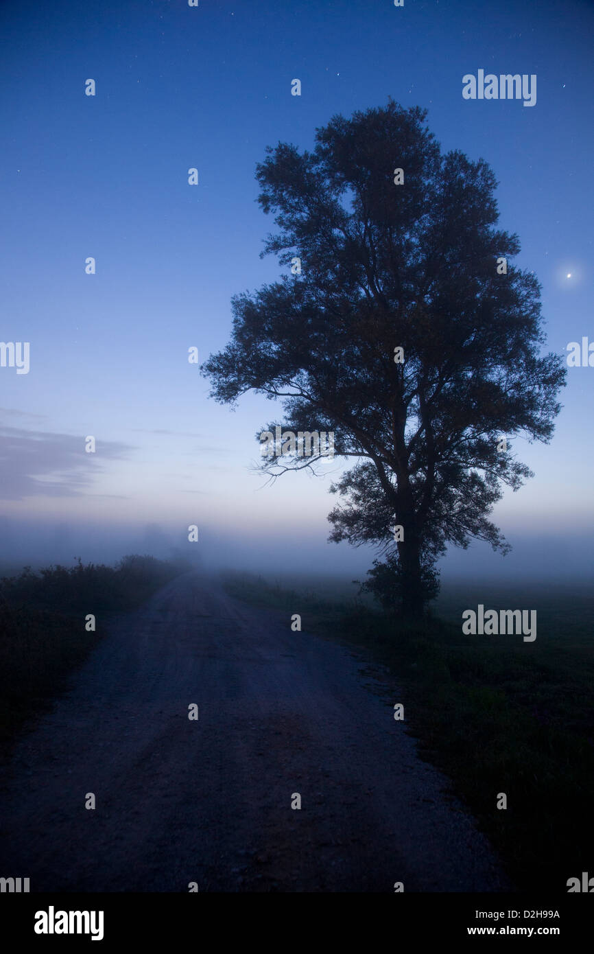 Gravel road leading into the misty dawn with the planet Venus shining ...