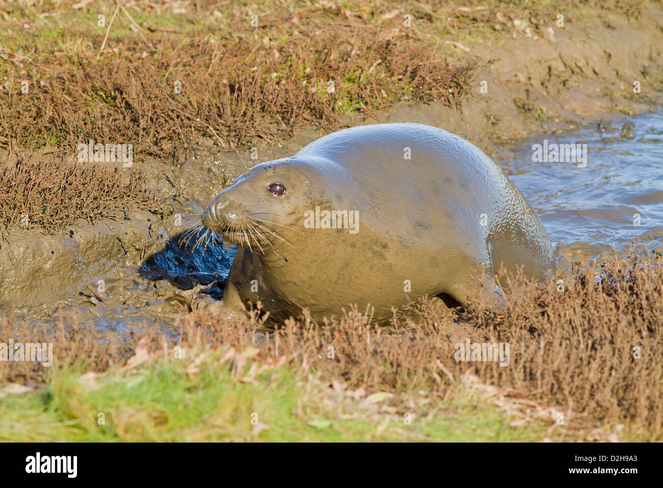 grey seal mud bathing Stock Photo - Alamy