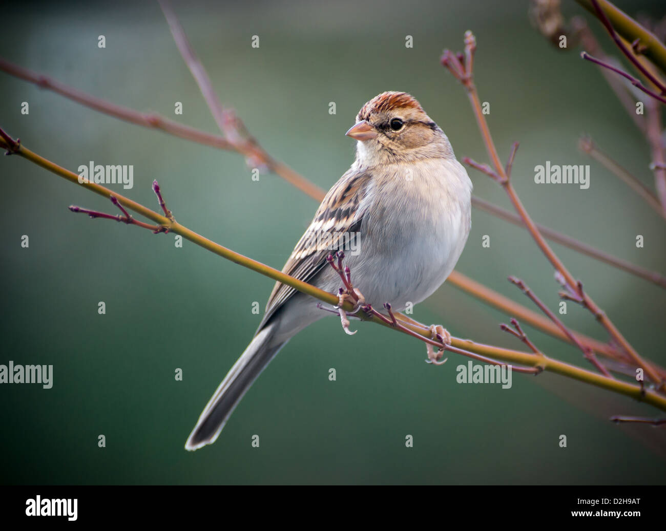 Chirping sparrow hi-res stock photography and images - Alamy