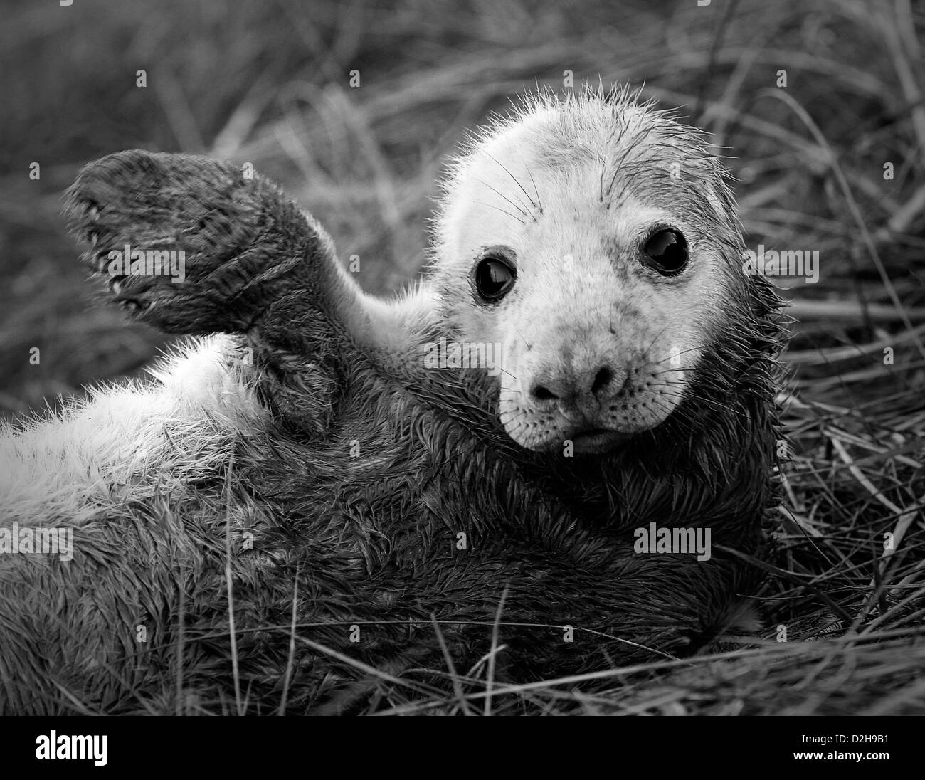 Seal waving hi-res stock photography and images - Alamy