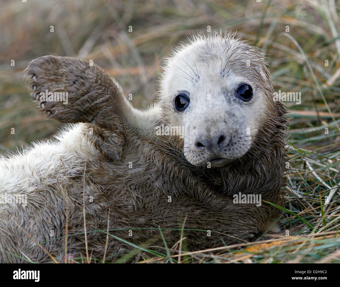 Seal Waving High Resolution Stock Photography and Images - Alamy
