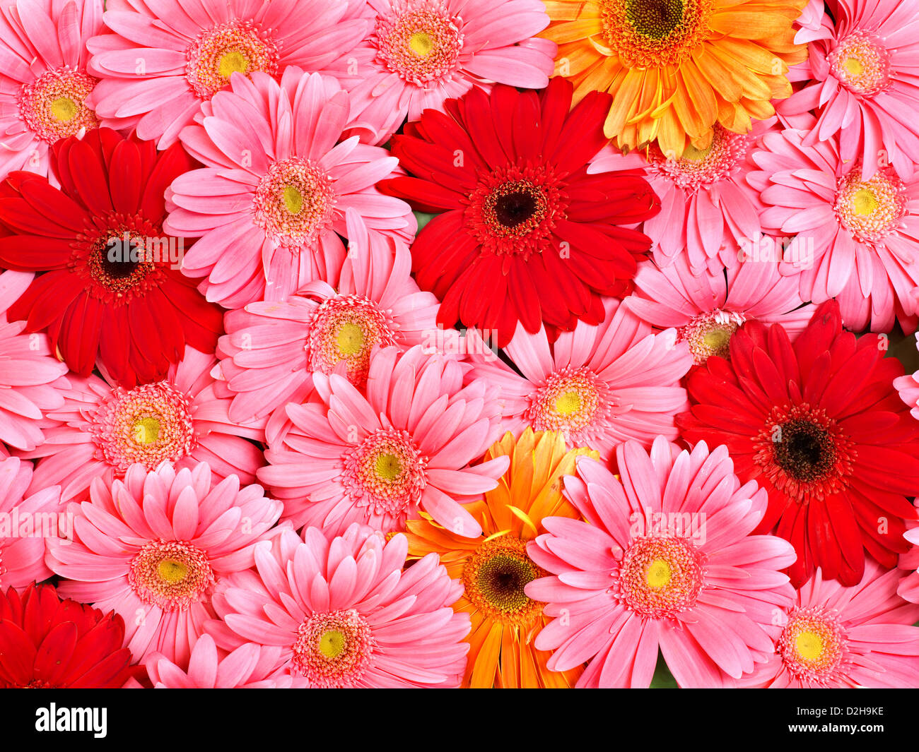 Background with spring flower Stock Photo - Alamy