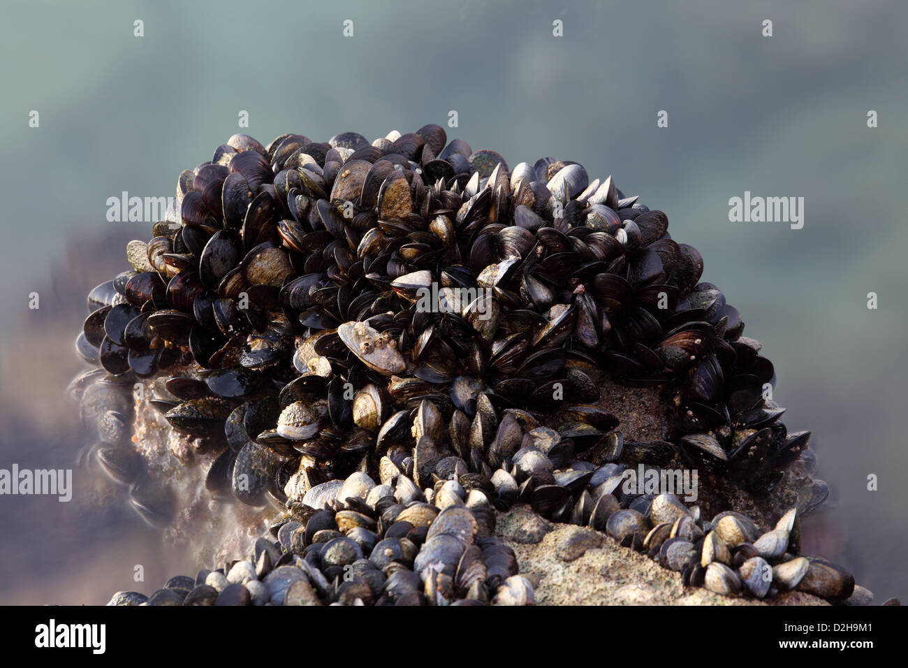 Marine blue mussel hi-res stock photography and images - Alamy
