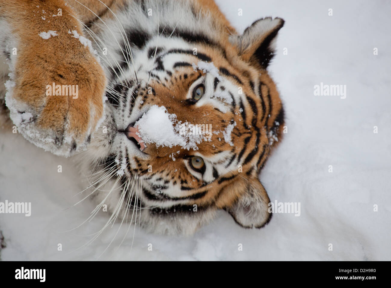 Tiger in Snow Stock Photo - Alamy