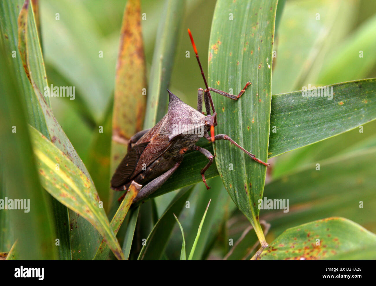 Large Shield Bug, Possibly Gonocerus sp., Coreidae, Heteroptera ...