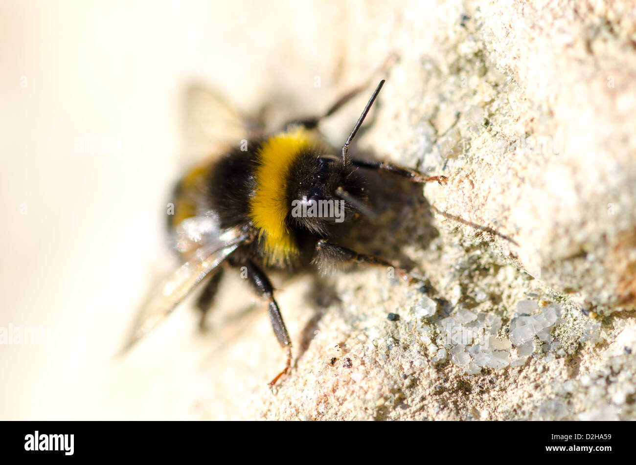 bumble bee resting on a rock Stock Photo - Alamy