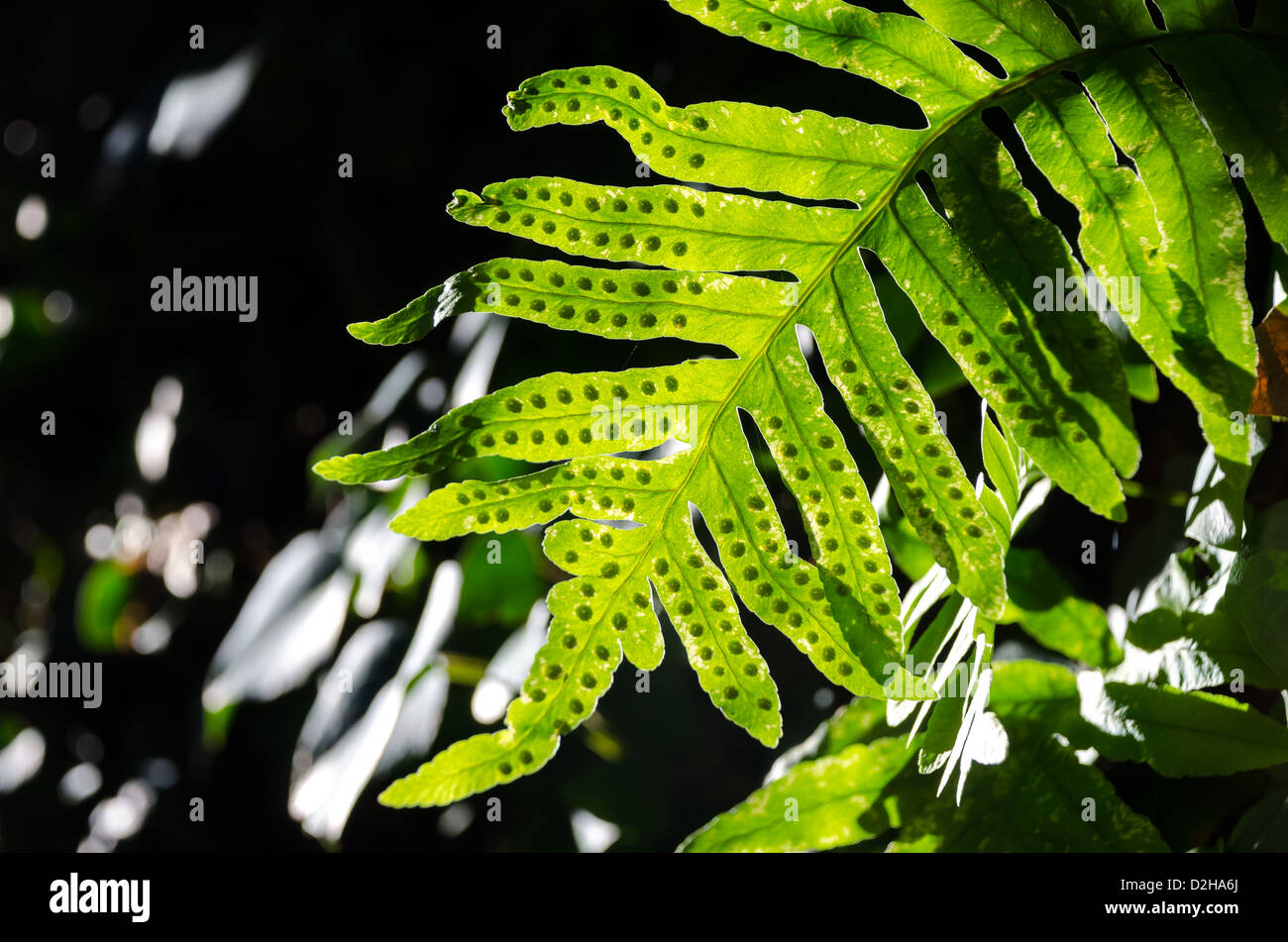 fern leaf with light coming from behind Stock Photo - Alamy