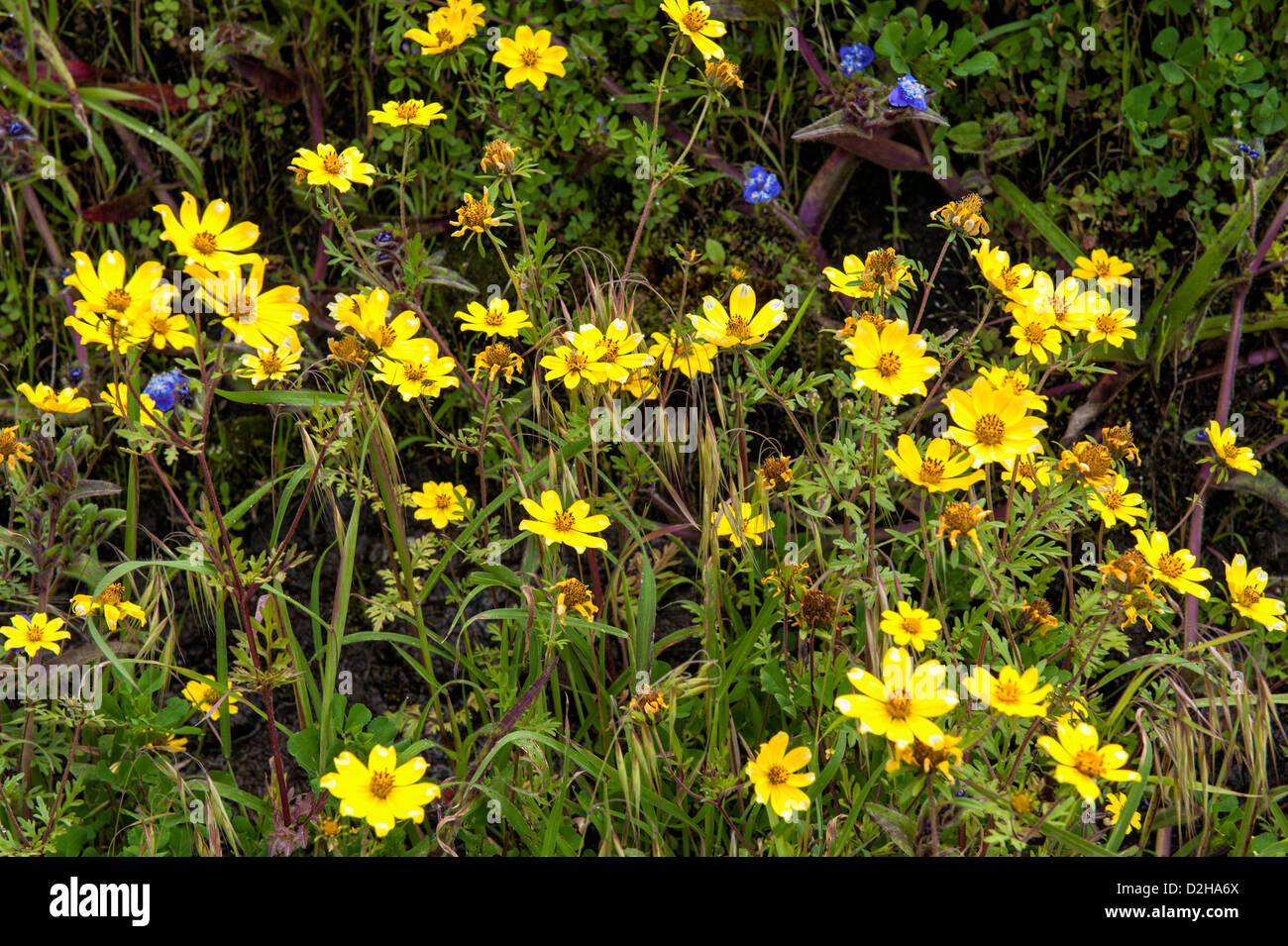 Meskel Flower (Yadey Abeba), Ethiopia Stock Photo - Alamy