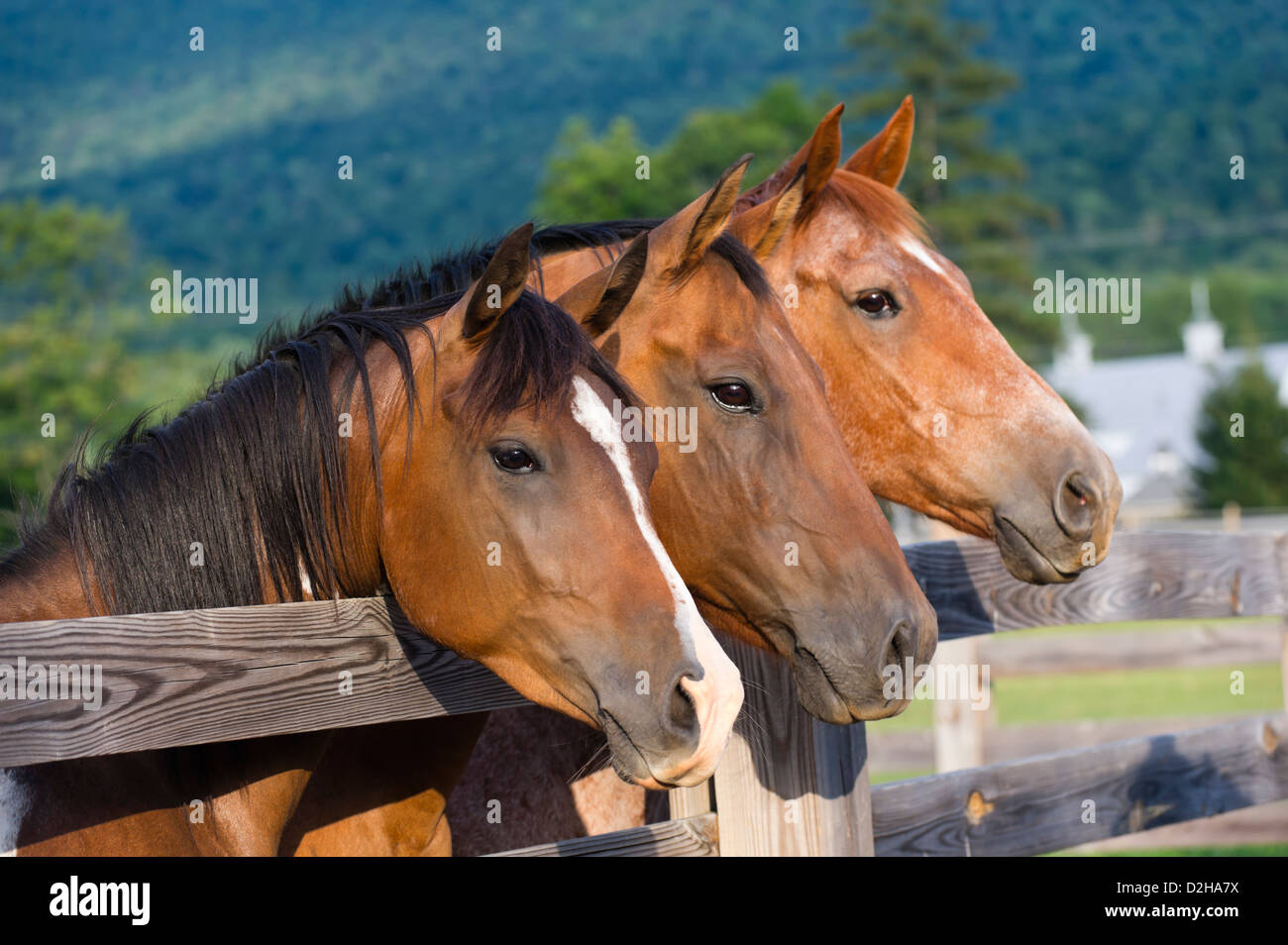 Three horses lined up in a row at the fence in summer sunlight ...