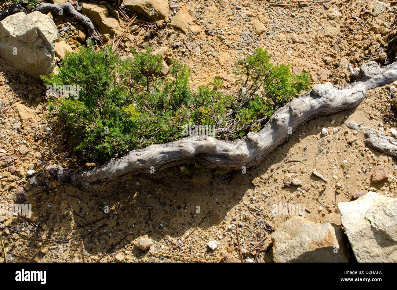 root of a pine tree sticking out of the ground Stock Photo - Alamy