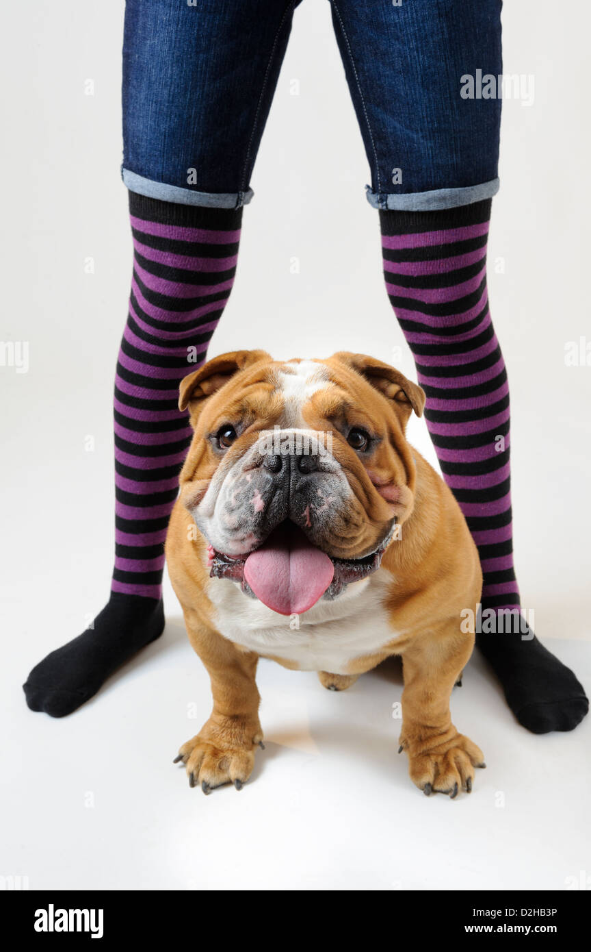 Bulldog sitting between his teenager owner's legs in striped knee socks ...