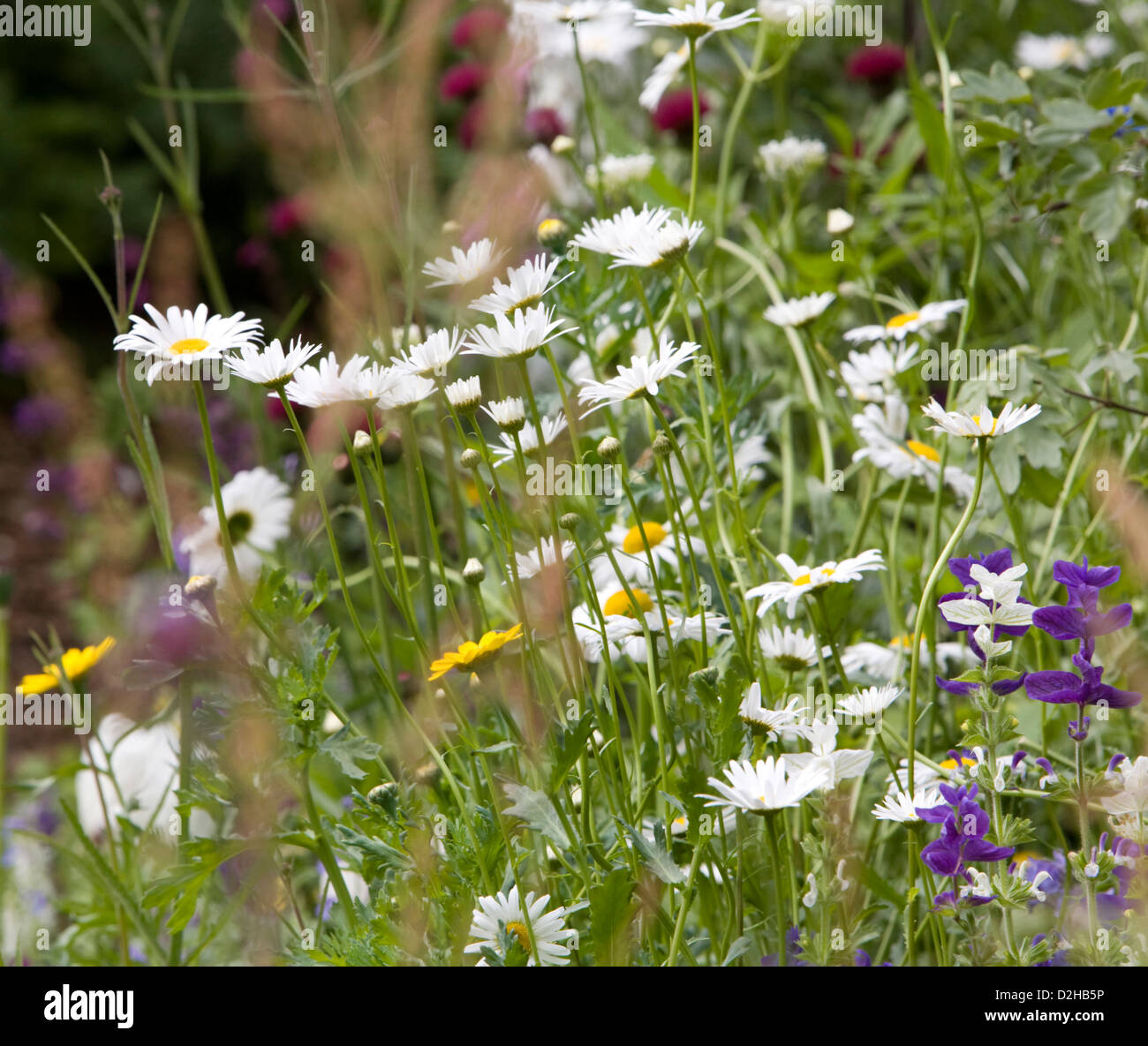 Profusion Of Flowers High Resolution Stock Photography and Images - Alamy