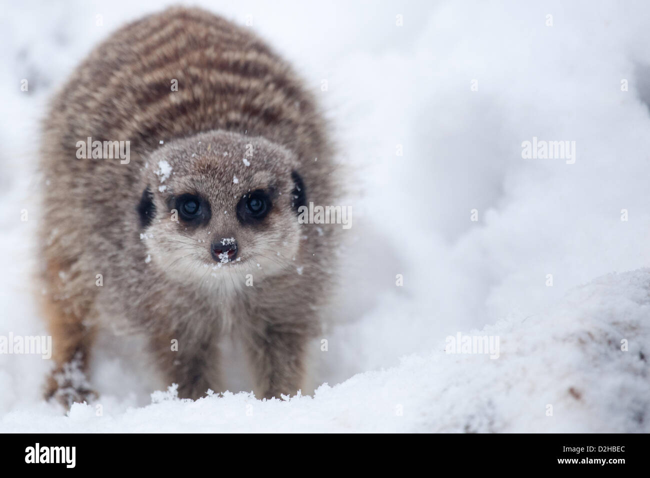 Far cry hi-res stock photography and images - Alamy