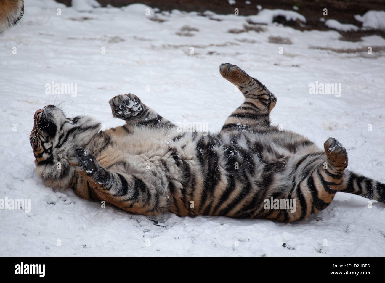 Tiger snow dudley hi-res stock photography and images - Alamy