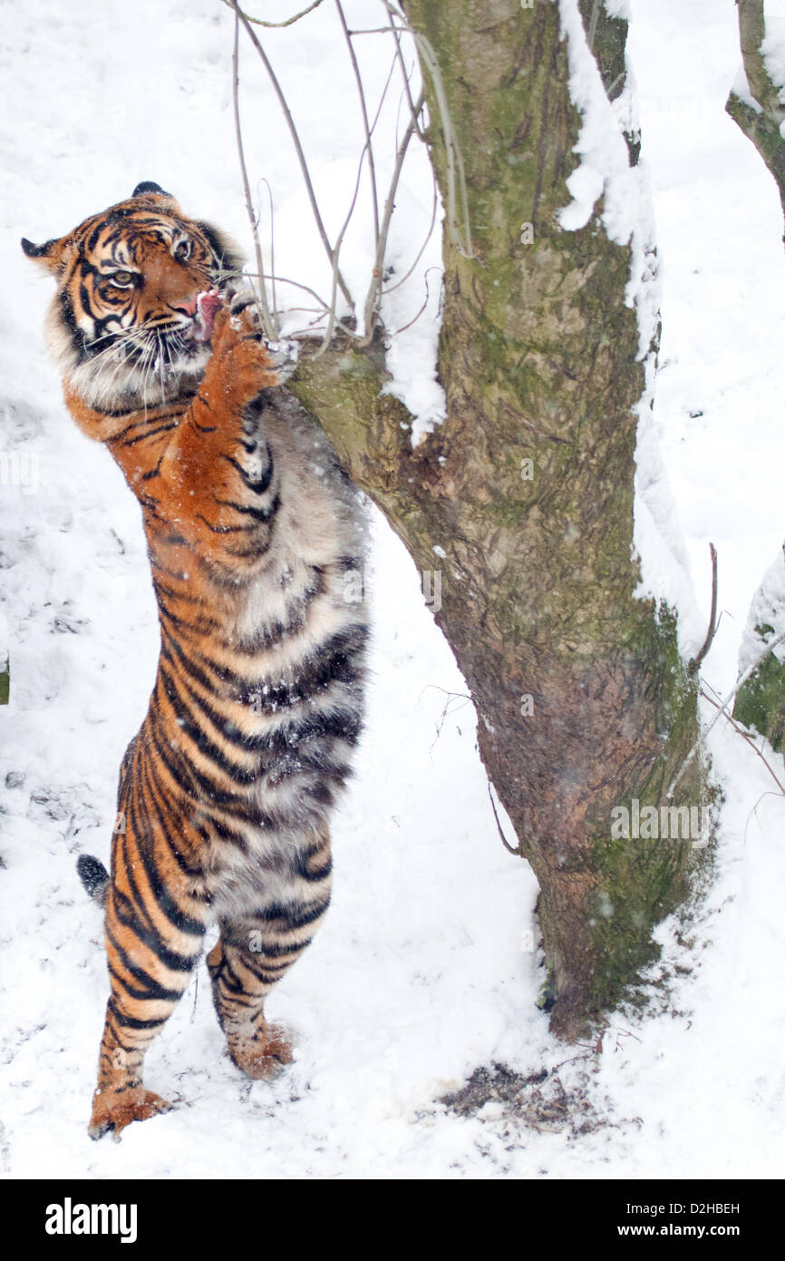 A rainforest tiger finds a tasty morsel in the snow at Dudley Zoo on ...