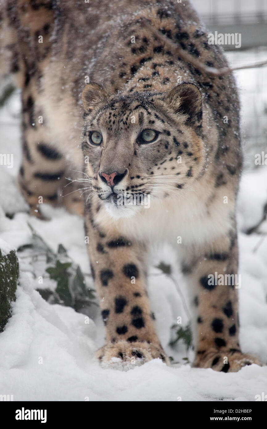 A beautiful Snow Leopard explores her snow covered enclosure on ...
